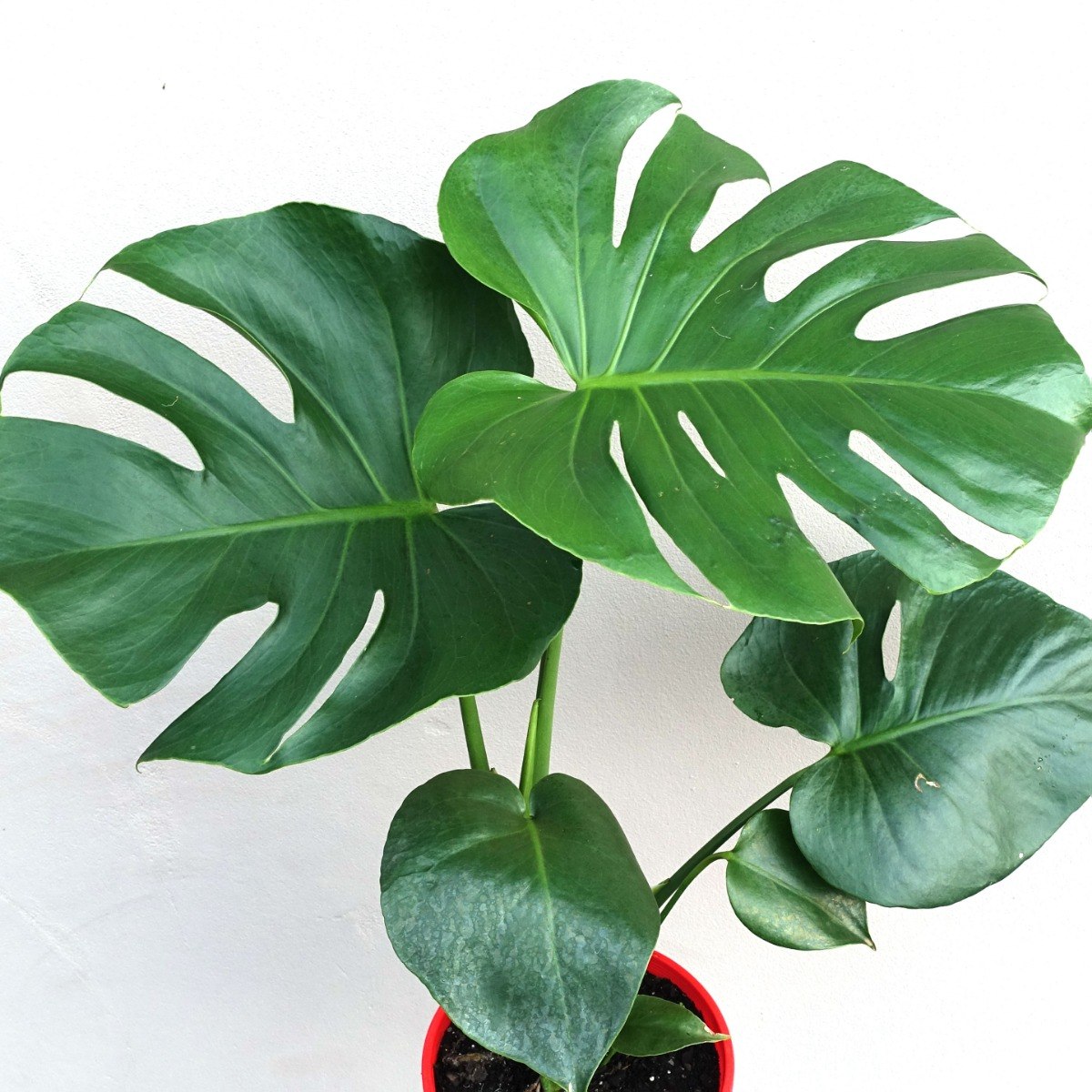 monstera-deliciosa-costilla-de-adan-D_NQ_NP_665296-MLA28958620854 ...